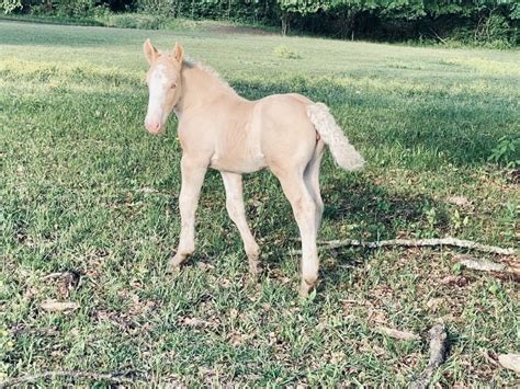 American Cream Draft Filly