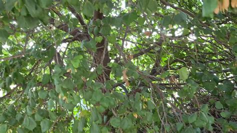 אדר סורי עם פירות בצבע כתום בהיר Acer Obtusifolium With Light Orange Fruit Color Youtube