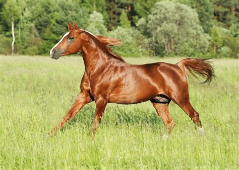 What Is The Difference Between A Chestnut And A Sorrel Horse