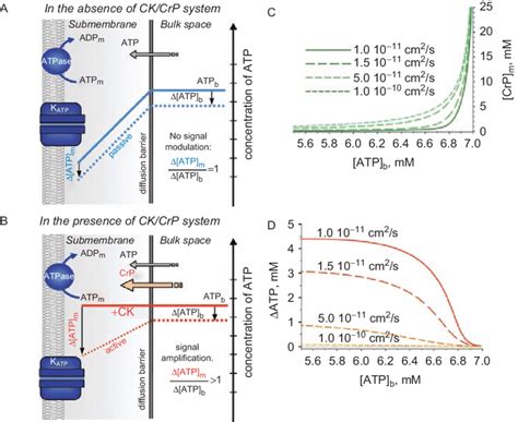Nucleotide Signals At A Strong Diffusion Barrier Secluding Submembrane
