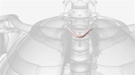 Premium Photo The Interclavicular Ligament Is A Flattened Band Which