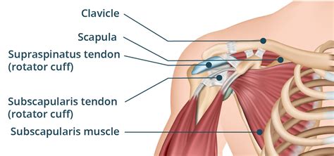 Shoulder Rotator Cuff Muscles Subregions Of The Rotator Cuff Muscles