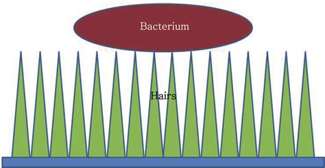 Diagram About Adhesion Of Bacteria To Leaf Surface Bacteria Could Not
