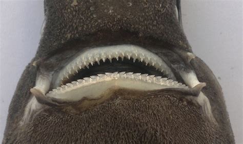 Etmopterus Spinax Shark References