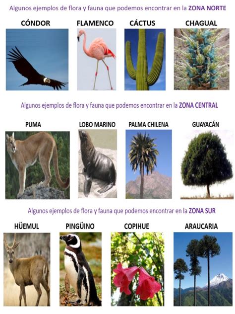 Flora Y Fauna Por Zonas En Chile Pdf