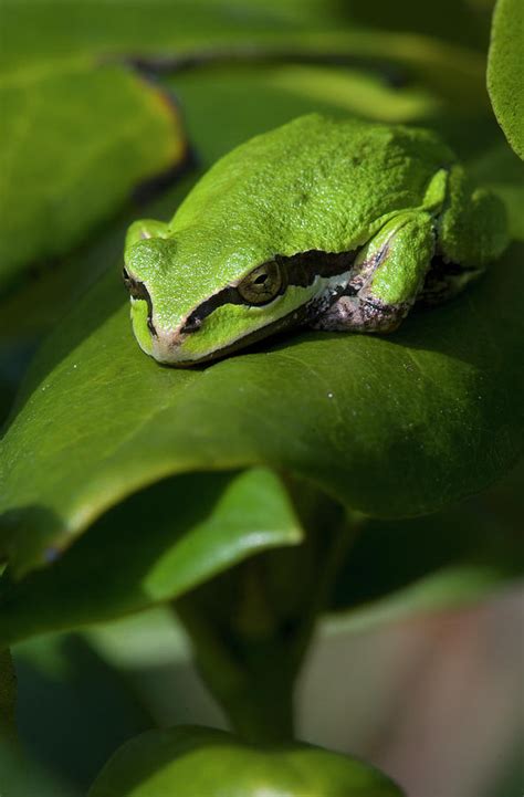 Pacific Tree Frog A Variety Of The Pacific Tree Frogs We Encountered