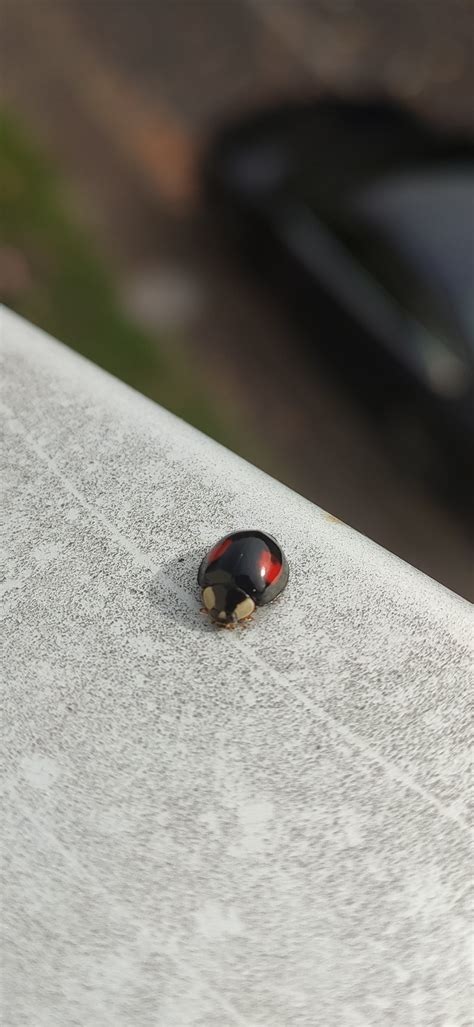 I Found This Goth Ladybug Just In Time For Halloween Insects