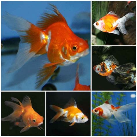 Assorted Ryukin Goldfish Small That Fish Place