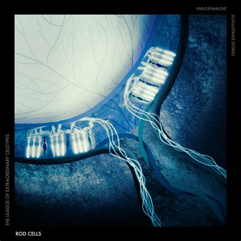 Rod Cells The Heroes Of The Night By Sci Illustrate Sci Illustrate