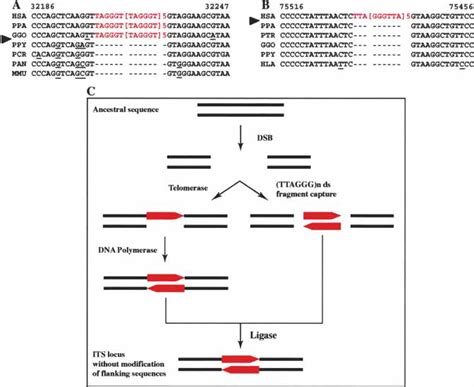 Interstitial Telomeric Like Repeat Insertion Without Modification Of Download Scientific