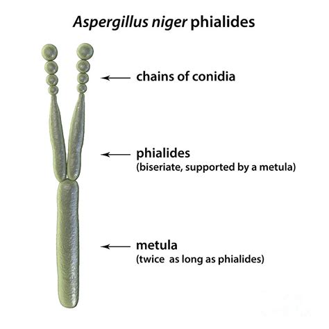 Phialide Of Aspergillus Niger Fungus By Science Photo Library