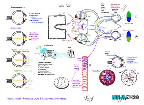 Pupillary Light And Accommodation Reflex 1 Atf Pdf