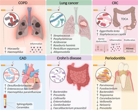 Cancer Cardiovasculardisease Copd Dysbiosis Smoking Microbiota Microbiome Microviable
