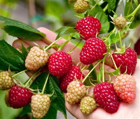 Avietė „delniwa“ Gk Vaismedžiai