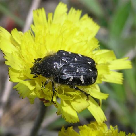Discover Flower Beetle Lifecycle Diet Facts And More Bugbrief