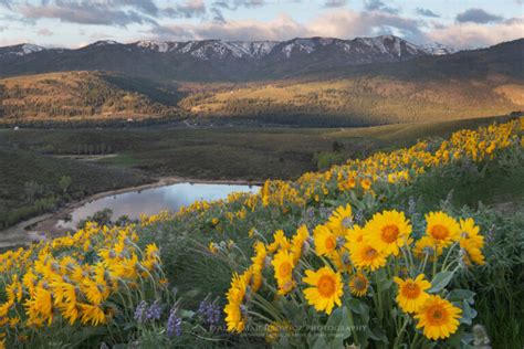 Methow Valley Wildflowers North Cascades Washington Alan Majchrowicz