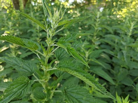 Weeds Good Enough To Eat — Stone Pier Press