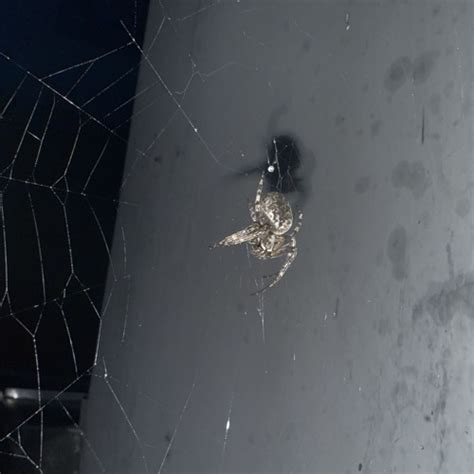 Stream Witch By Sunixd Listen Online For Free On Soundcloud