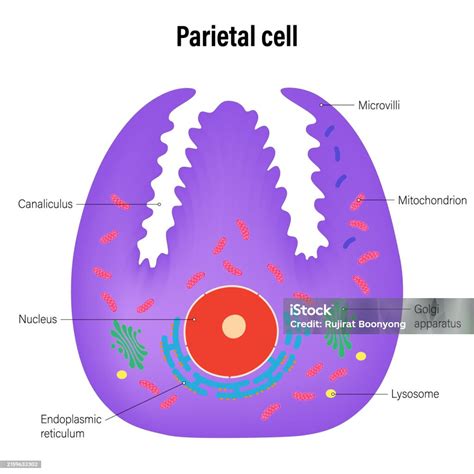 Parietal Cell Size Chart Megasporogenesis Process Types Stages