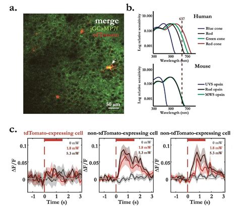 New To Two Photon Imaging Combined With Optogenetics Scientifica