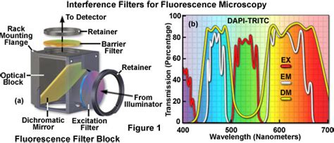 Molecular Expressions Microscopy Primer Specialized Microscopy Techniques Fluorescence