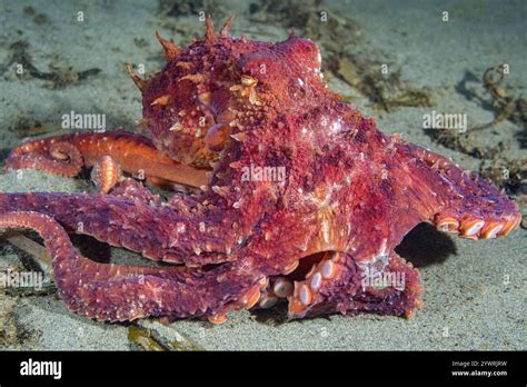 East Pacific Red Octopus Octopus Rubescens Aka Ruby Octopus Redondo Beach Puget Sound