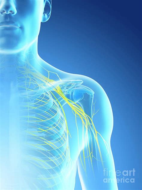 Shoulder Anatomy Nerves Shoulder Anatomy Nerves