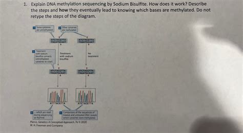 Solved 1 Explain Dna Methylation Sequencing By Sodium