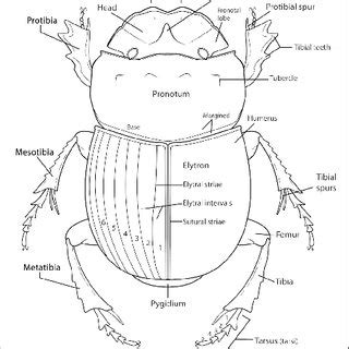 Pdf Illustrated Keys To The Scarabaeinae Coleoptera Scarabaeidae