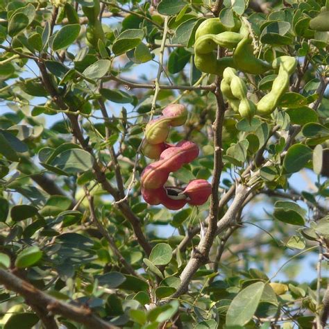 Arbol De Guamuchiles Fruta Mexicana Pithecellobium Dulce Huamuchil