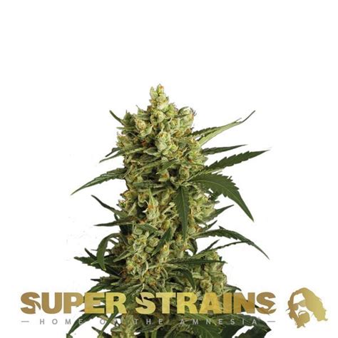 Crackers Super Strains Zamnesia Uk