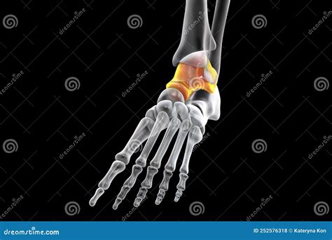 Human Foot Anatomy Talus Bone Of The Foot Royalty Free Illustration