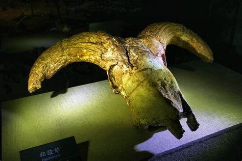 羊头图片素材 羊头设计素材 羊头摄影作品 羊头源文件下载 羊头图片素材下载 羊头背景素材 羊头模板下载 搜索中心