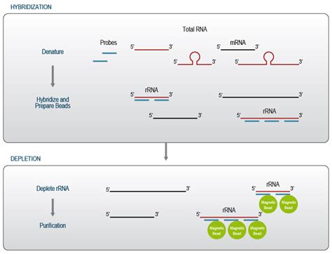 Rna Seq前处理：mrna富集还是rrna去除 知乎