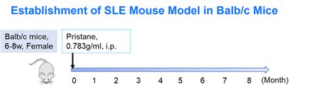Systemic Lupus Erythematosus Sle Model Biocytogen