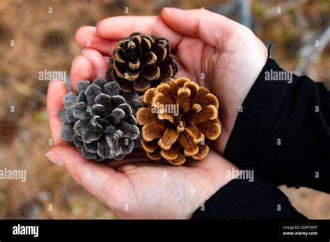 A Handful Of Three Colourful Pine Cones Stock Photo Alamy