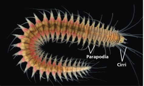 Chapter 33b Introduction To Invertebrates Flashcards Quizlet
