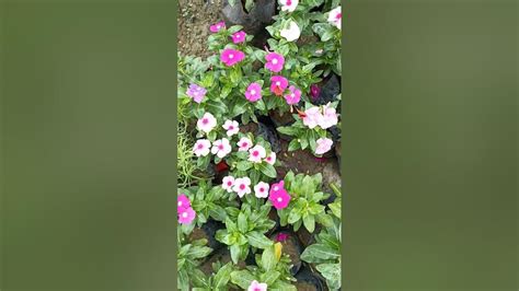 Phlox Flowers Viral Short Video Youtube