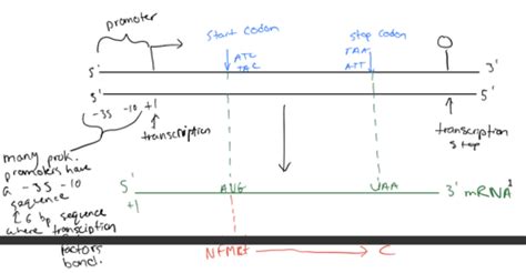 Biol 207 Lec 4 Flashcards Quizlet