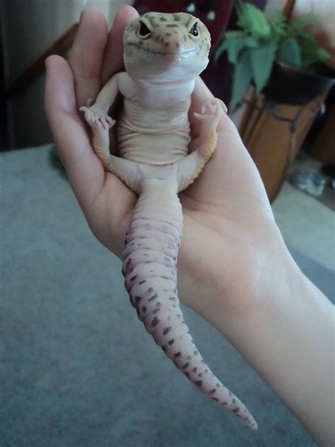 40 Times Lizards Were Caught Being Unbearably Cute Bored Panda