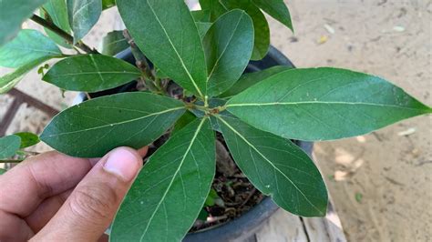 زراعة شجرة الغار في المنزل والعناية بها ، شجرة زينة روعة ، توابل ، وفوائد لا حصر لها Youtube