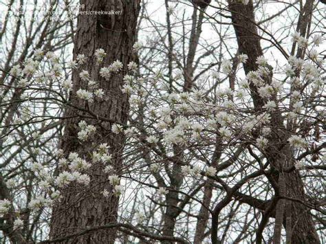 Plantfiles Pictures Amelanchier Species Common Serviceberry Downy