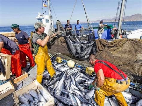 Perú Sector Pesquero Se Mantiene Dinámico En Primeros Meses Del Año Revista Pesca And Medio
