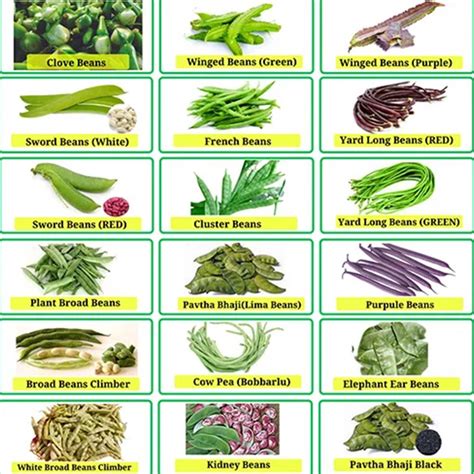 Types Of Beans Vegetable