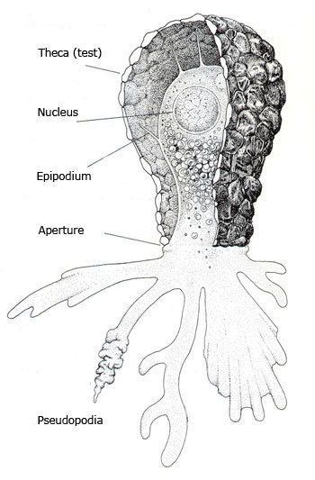 Difflugia Alchetron The Free Social Encyclopedia