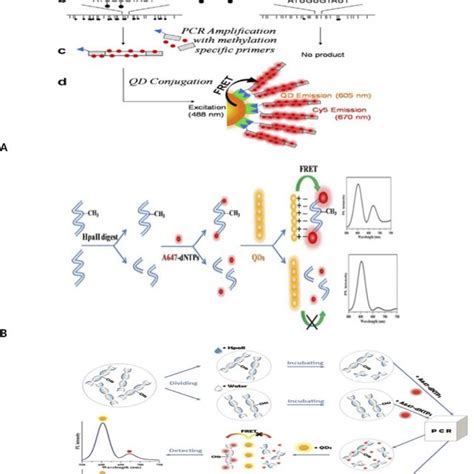 A Schematic Representation Of The Bio Assay For Dna Methylation