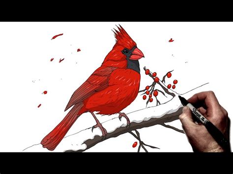 How To Draw Cardinal Bird