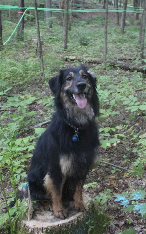 Nova Maple Syrup 10 Year Anniversary Sale