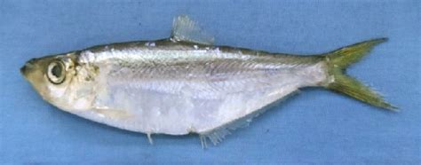 준치elongate Ilisha Ilisha Elongataanonymous