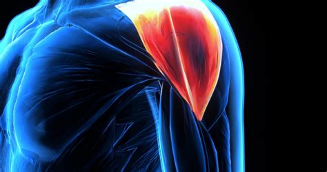 Deltoïde Tout Savoir Sur Les Muscles Deltoïdes
